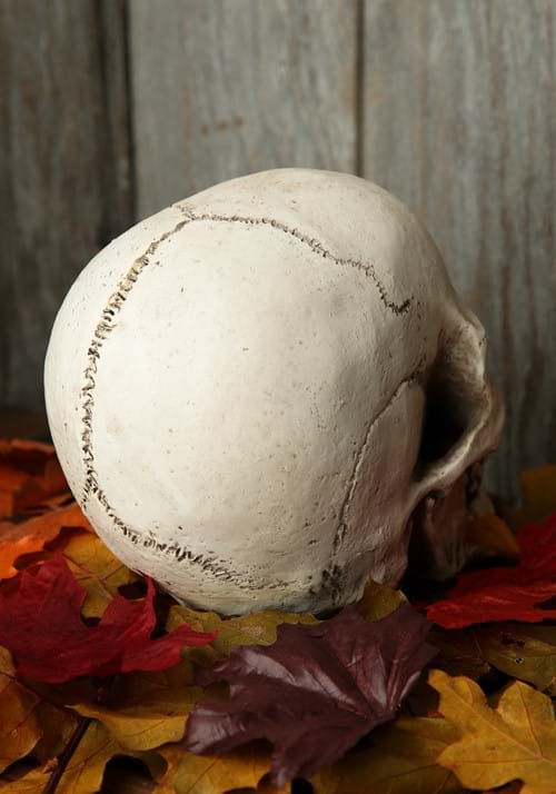 6-Inch Realistic Deluxe Skull Decoration | Skeletons Decorations