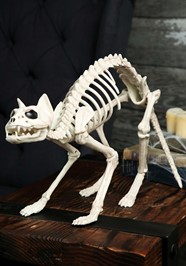 Skeleton Cat Skeleton Cat