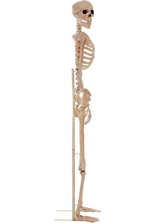 3.5FT Metal Stand for Life Size Human Skeleton Decoration | Halloween ...