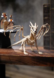 Dragon 7 Skeleton Dragon 7 Skeleton