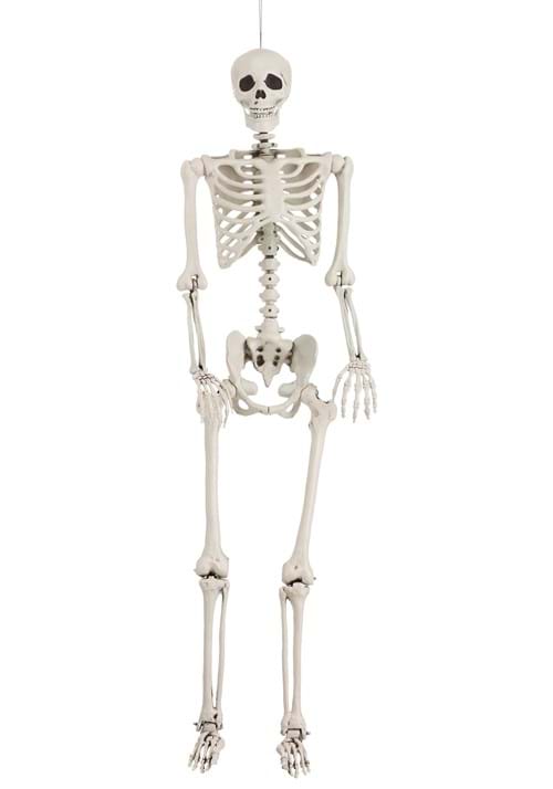 5 Foot Posable Georgie the Skeleton Life Size Halloween Prop